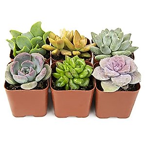 Succulents Plants Live (6PK) Potted Succulent Plants Live House Plants, Cactus Plants Live Plants Indoor Plants Live Houseplants, Indoor Plant Succulents Live Plant House Plant by Plants for Pets