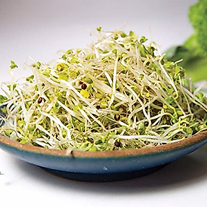 Todd's Seeds Sprouting Seed Mix; Broccoli, Radish, Alfalfa, Non-GMO, Chemical Free, High Germination (1/4 Pound)