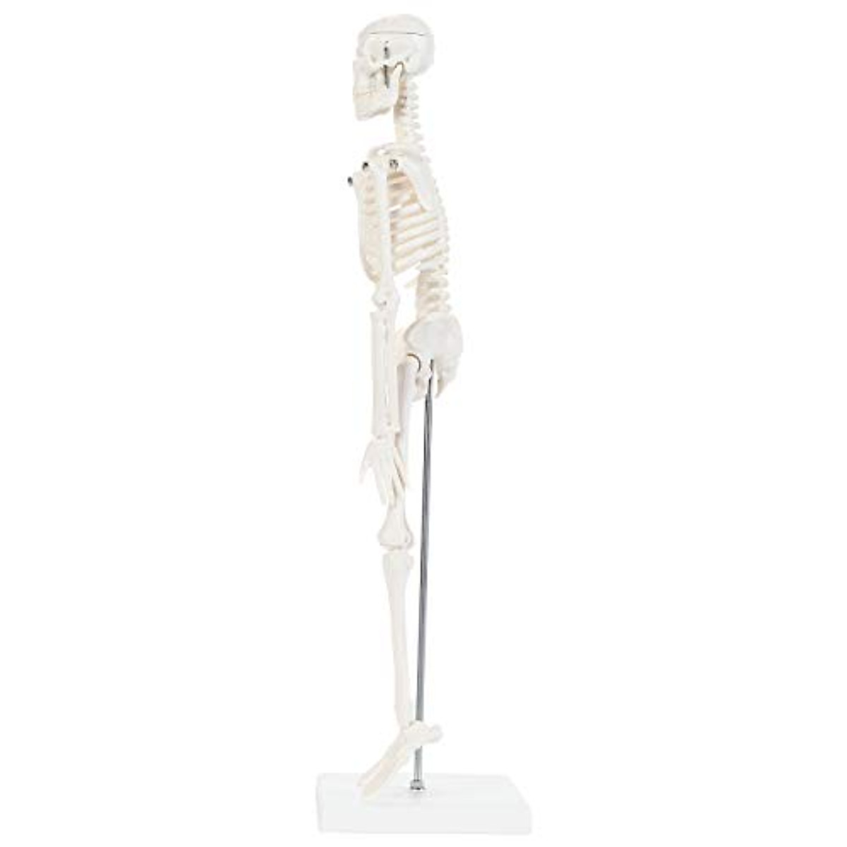 Anatomy Lab Human Skeleton Model, 19" Desktop Skeleton Has Movable Arms and Legs, Details Basic Human Skeletal System with Display Stand