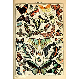 Monarch Butterfly Room Decor Colorful Papillons Chart Bookplate Retro Botanical Nature Animal Vintage Aesthetic Science Education Dorm Bedroom Cool Wall Decor Art Print Poster 12x18