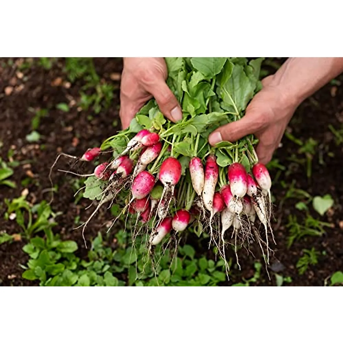 French Breakfast Radish Seeds for Planting, 200+ Heirloom Seeds Per Packet, (Isla's Garden Seeds), Non GMO Seeds, Botanical Name: Raphanus sativus, Great Home Garden Gift