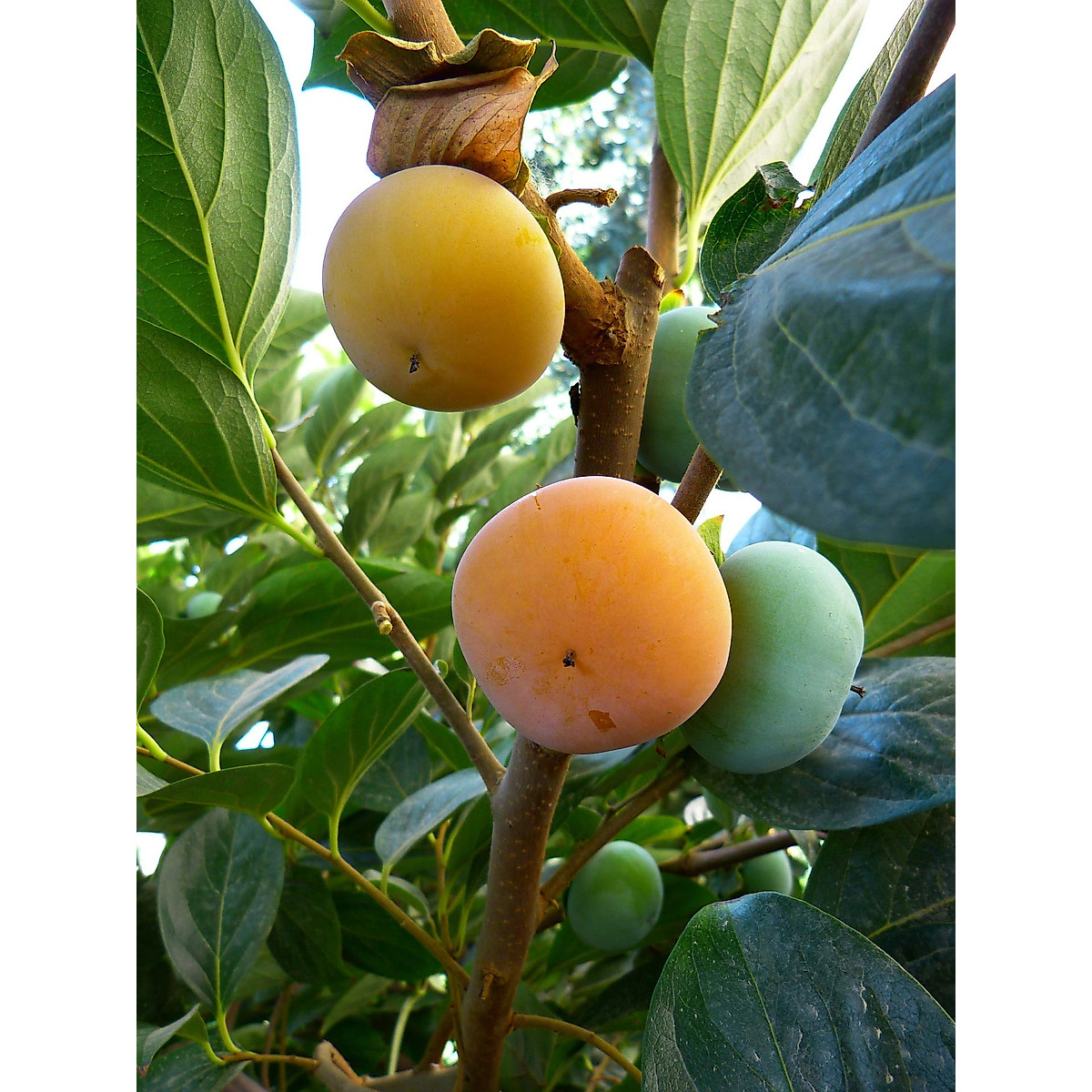 Fresh Persimmons- 5LBS