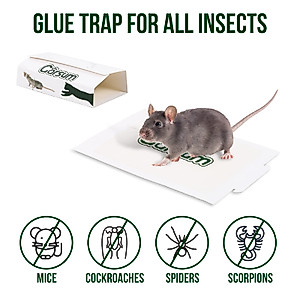 Garsum 10 Pack Mouse Glue Trap, Peanut Butter Scent Sticky Traps, Heavy Duty Pest Board Insect Spider Mice, Extra Strength Trampas para Ratones Indoor for Home