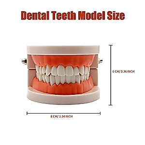 Dental Teeth Model, Standard Teeth Model, Denture Mouth Model Demonstration for Kids Dental Teaching Study Supplies