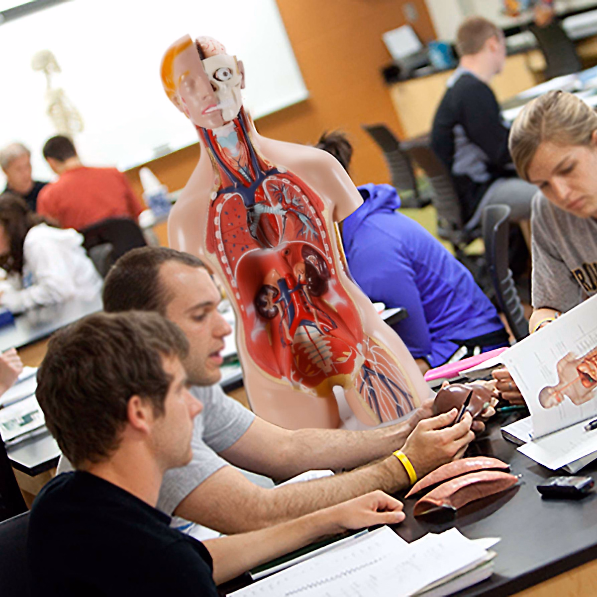 FriCARE Anatomy Model Human Body, Torso Anatomical Models for Medical Students Study Science High School Education Kids, Life Size with Internal 32 Removable Organ