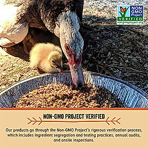 Scratch and Peck Feeds Premium Organic Turkey Grower with Corn - 40-lbs - Non-GMO Project Verified and Certified Organic