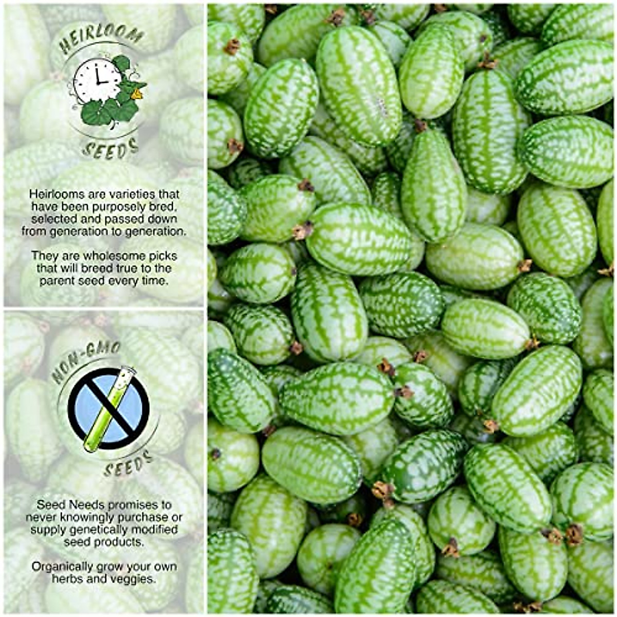 Seed Needs, Cucamelon/Mexican Sour Gherkin Seeds for Planting (Melothria scobra) Heirloom, Non-GMO & Untreated (2 Packs)