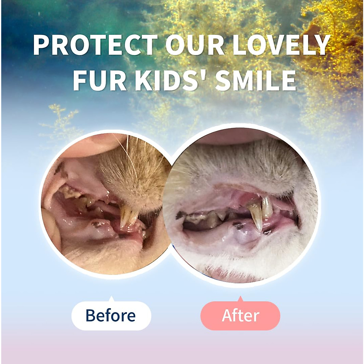 Love Can Fly Cat Teeth Cleaning Powder for Cat, Plaque, Tartar Remover for Oral Health, Eliminates Bad Breath, Natural Ingredients Fucoidan Brown Algae, Norwegian Kelp Persimmon Tannin 1.4 Oz