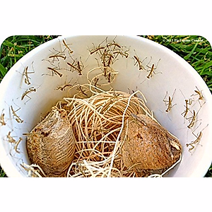 Praying Mantis Egg Case with Hatching Habitat Cup - 2 Praying Mantids Egg Cases & 1,500 Live Ladybugs