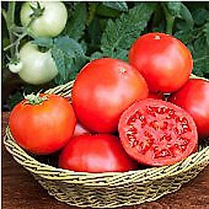 Bush Goliath Tomato Seeds (20+ Seeds) | Non GMO | Vegetable Fruit Herb Flower Seeds for Planting | Home Garden Greenhouse Pack