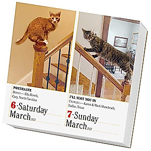 365 Cats Page-A-Day Calendar 2021