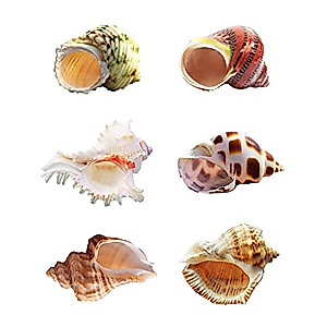 Hermit Crab Shells Medium to Large Growth Turbo Seashells 1"-2" Openning Size Natural Supplies Conch Habitat