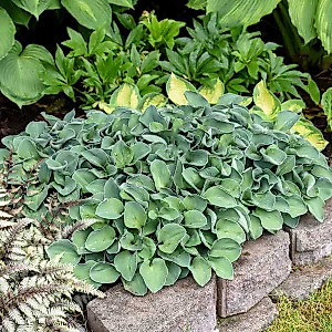 Hosta Roots - Blue Mouse Ears - 10 Roots - Blue Flower Bulbs, Root Attracts Pollinators, Easy to Grow & Maintain, Fast Growing, Fragrant, Container Garden