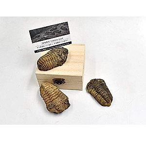 Large Authentic Arthropod Real Trilobite Fossil Come 450 Million Years ago for Collections and Education