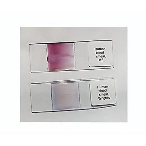 2pcs Human Blood Smear, HE Stain & Wright's Stain, for Observation of Red and White Blood Cells