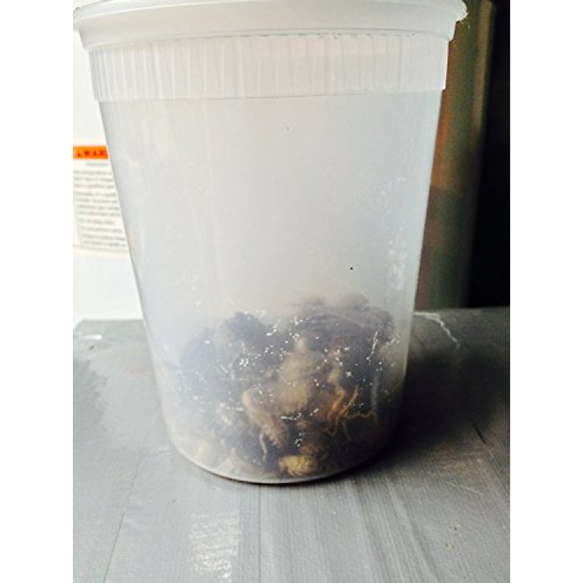 Dubia Roaches 100 Mixed Size for Feeding Reptiles by Copper Dragon's Roaches