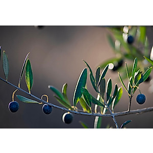 Olive Oil Lip Balm (3-pack) by ODE Olive Oil Beauty, Organic EVOO, California Made