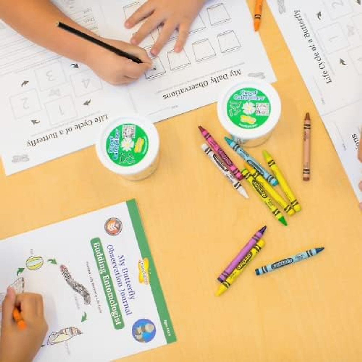 Butterfly Garden: Original Habitat and Two Live Cups of Caterpillars with STEM Butterfly Journal – Life Science & STEM Education – Butterfly Science Kit