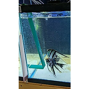 Hang on Top Angelfish & Discus Breeding Slate. Green Acrylic Simulates Amazon Sword Leaf Providing Spawning Surface for Egg Laying. Fish Room Tested & Breeder Approved. Made in USA