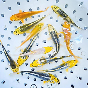 Toledo Goldfish Live Sunshine Yellow Koi, Mix of Standard or Butterfly Fin Species, Perfect for Ponds, Tanks, and Aquariums - 3-4 Inches, 5 Count