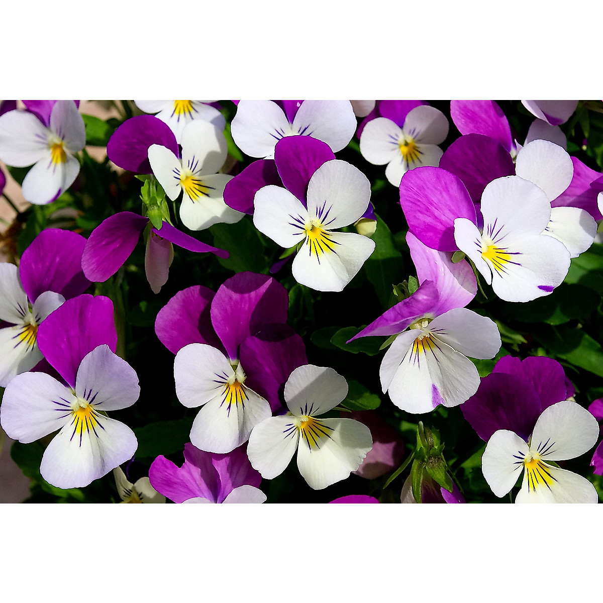 100 Johnny Jump UP Violet Viola Tricolor Flower Seeds (LSL)