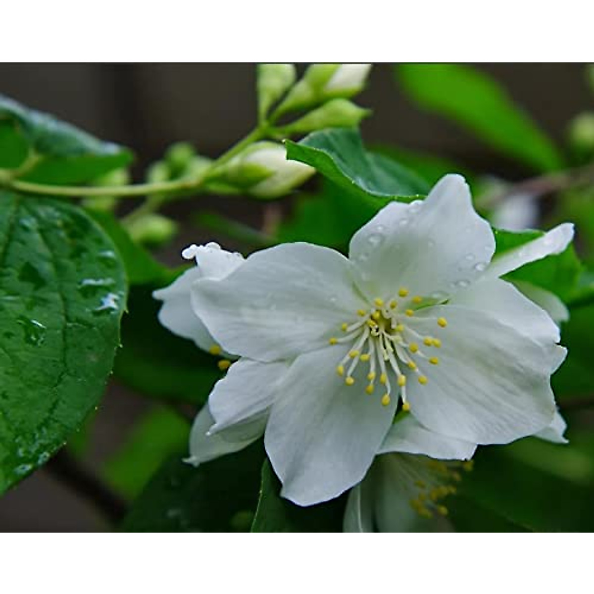 100+ Jasmine Seeds for Planting