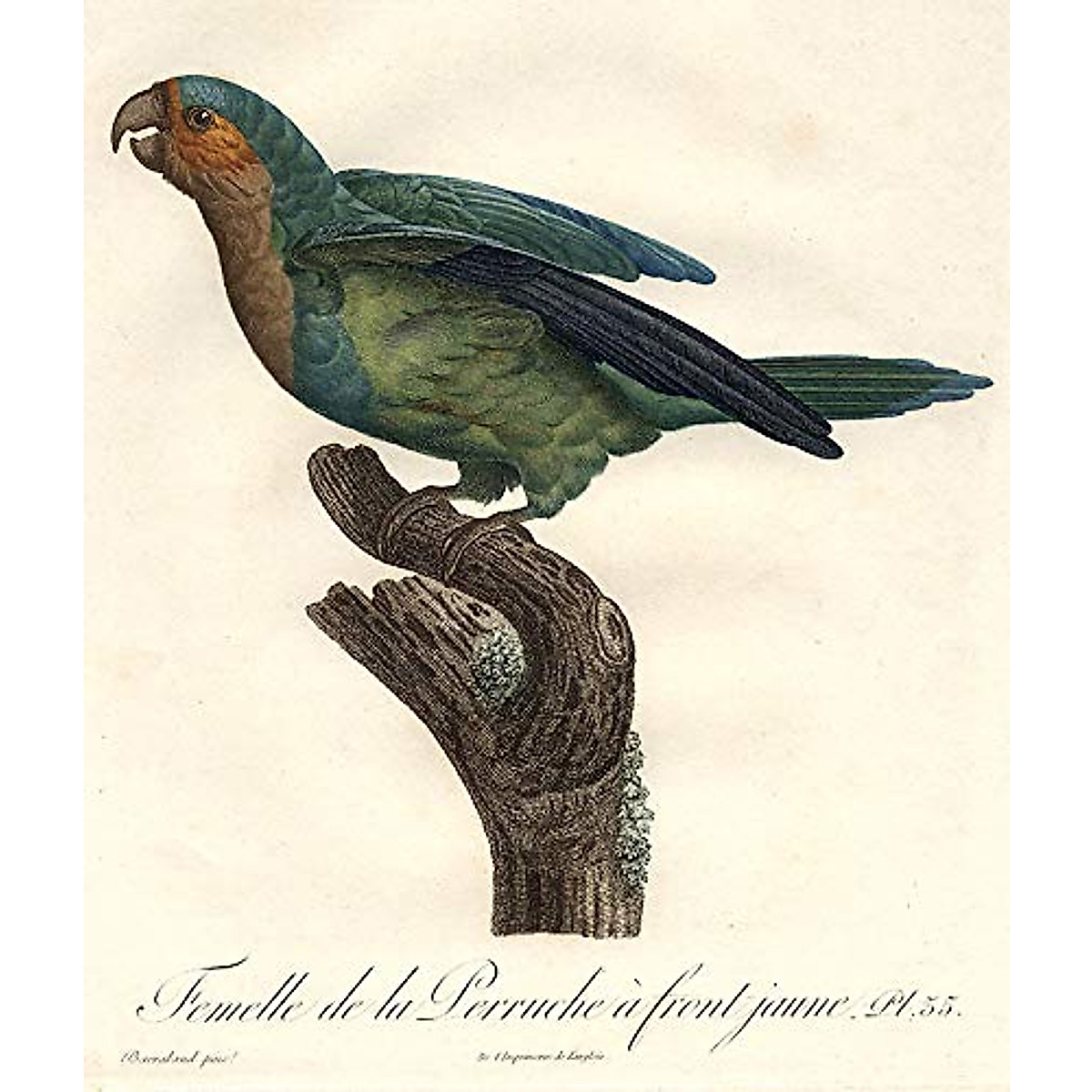 Femelle de la Perruche α front jaune [Brown-throated Conure (Aratinga pertinax)]