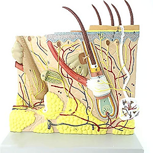 Teaching Model,Skin Anatomy Model, Skin Model, Enlarged Human Skin Anatomical Structure Model, Skin Beauty Plastic Face and Face Model for Biology Cosmetic Surgery Teachi