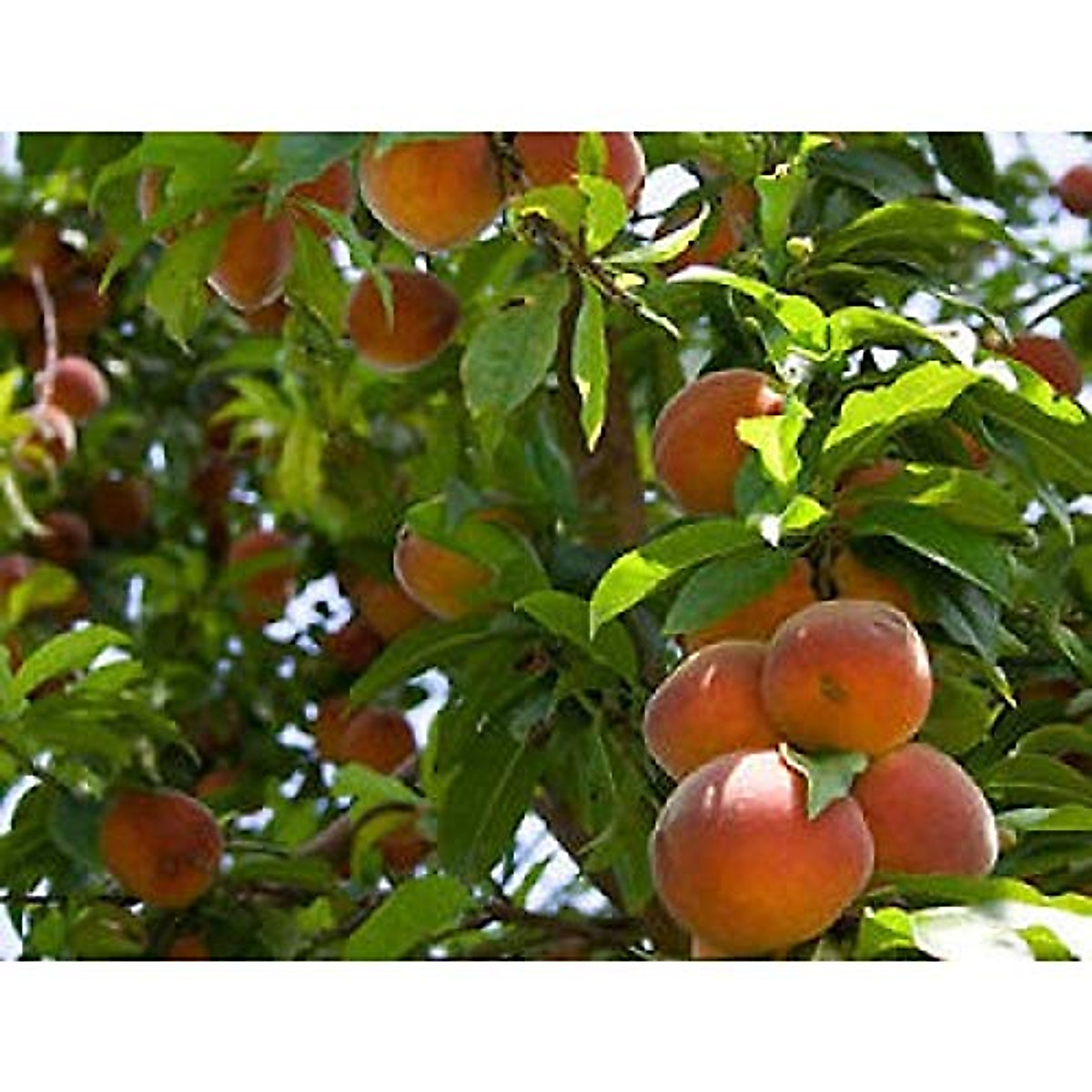 Nemaguard Peach Fruit Tree Seeds, 3 Seeds Per Packet, (Isla's Garden Seeds), Non GMO & Heirloom Seeds, Botanical Name: Prunus persica x P. davidiana