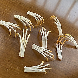 10pcs Real Skull Red Fox, Silver Fox, Cross Fox feet Articulated Bones Claws Paws Taxidermy &