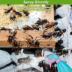 16 oz Peppermint Oil to Repel Mice and Rats, Rodent Repellent Peppermint Oil Spray for Bugs, Mouse, Roaches, Spiders, Ants, Flying Insects and More, Concentrated Formula for Powerful Protection