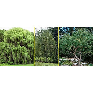 Willow Tree Bundle - 10 Fast Growing Aussie Willow Trees + 4 Weeping Willow Trees + 2 Corkscrew Willow Tree - Ready to Plant - Indoor/Outdoor Live Tree Plants - Fast Privacy and Unique Look all in One