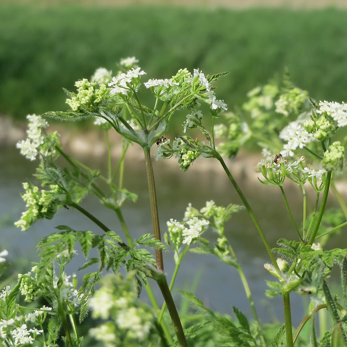 Anthriscus Cerefolium Seeds French Parsley, Chervil Annual Fragrant Attracts Bees & Butterflies Edible Cooking Beds Borders Containers Outdoor 800Pcs Herb Seeds by YEGAOL Garden