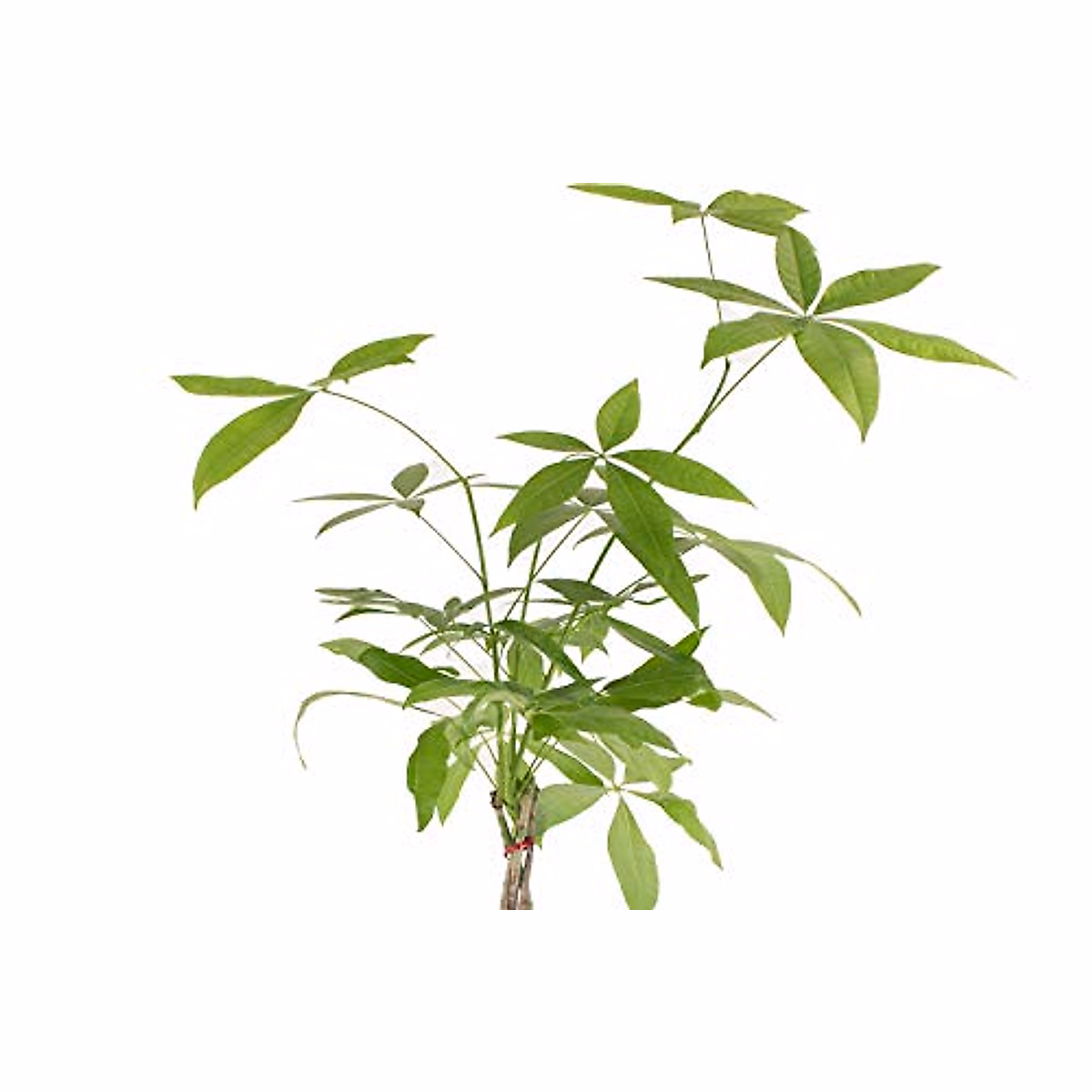 Shop Succulents | Standing Collection | Hand Selected, Air Purifying Live Pachira Aquatica Money Indoor House Plant in 4" Grow Pot, 6 INCH, Mix