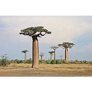 Baobab Bonsai Tree Seeds - 5 Seeds to Grow - Highly Prized Baobab Tree - Ships from Iowa. Exotic Indoor Bonsai Seeds to Grow