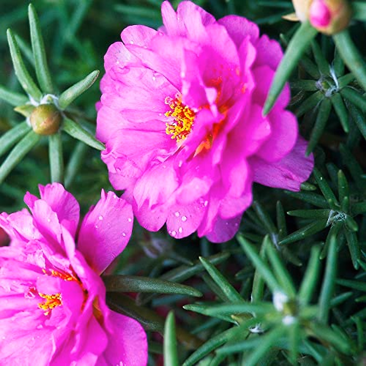 QAUZUY GARDEN Mixed Moss Rose Seeds 1000 Seeds ‘Portulaca Grandiflora’ Flowers for Bonsai Garden Balcony Heat Drought Tolerant Fast-Growing Ground Cover Low-Maintenance