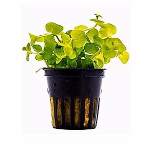 Greenpro Golden Creeping Jenny Lysimachia Nummularia Aurea Potted Live Aquarium Plants for Freshwater Fish Tank