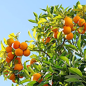 Mandarin Orange Seeds Cold Hardy Mandarin, Citrus Unshiu, Satsuma Orange Evergreen Sweet Organic GMO Free Home Garden Outdoor 25Pcs Fruit Seeds YEGAOL Garden