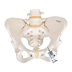 3B Scientific A61 Female Pelvic Skeleton - 3B Smart Anatomy