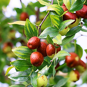 Ziziphus Mauritiana Seeds Indian Jujube Perennial Drought Tolerant Attracts Pollinators Evergreen Garden Outdoor 8Pcs Tree Seeds by YEGAOL Garden