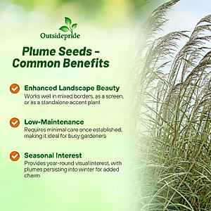 Outsidepride 500 Seeds Perennial Erianthus Ravennae Plume Ornamental Grass Seed for Planting