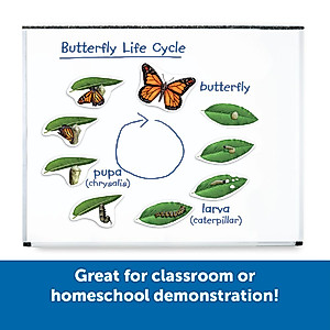 Learning Resources Butterfly Life Cycle, 9 Write and Wipe Pieces, Classroom Accessories, Teaching Aids, Ages 5+