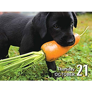 Puppies 2021 Mini Day-to-Day Calendar