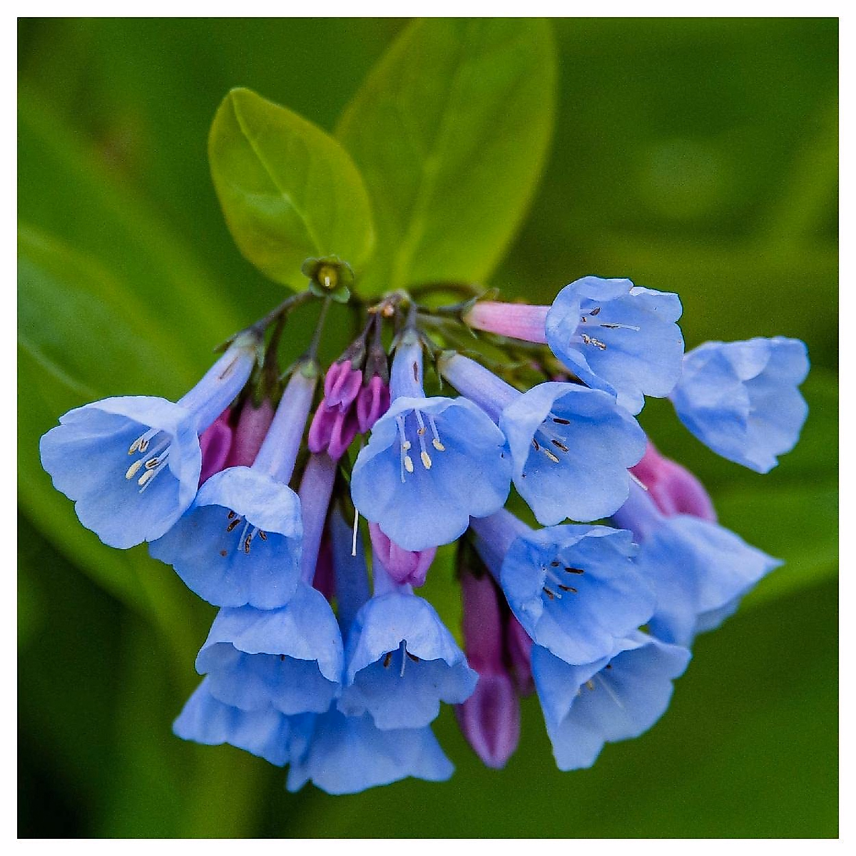 Everwilde Farms - 20 Virginia Bluebells Native Wildflower Seeds - Gold Vault Jumbo Seed Packet