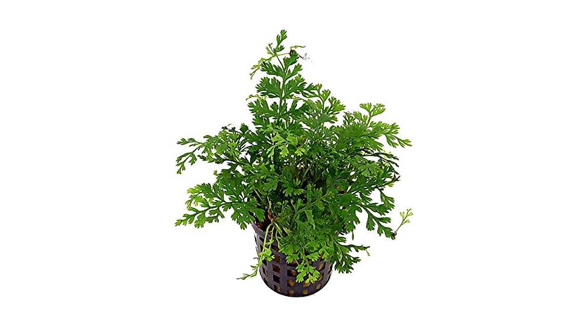Shop African Fern for Freshwater Aquariums | AquaLeaf