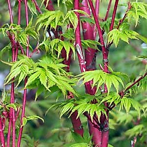 Little Sango Dwarf Coral Bark Japanese Maple Acer palmatum 'Little Sango' Coral Red Bark is Bright Red, Year Round Beauty Live Plant