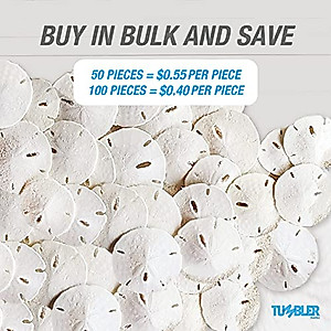 Tumbler Home Small Natural White Sand Dollars 50 pcs - Wedding - Sea Shell Craft 1 1/4" to 1 1/2" - Hand Picked and Professionally Packed