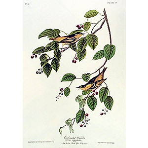Carbonated Warbler. From"The Birds of America" (Amsterdam Edition)