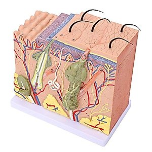 50X Skin Model Biology Education Laboratory Model Skin Model Skin Magnified Model Laboratory Skin Model for Teaching