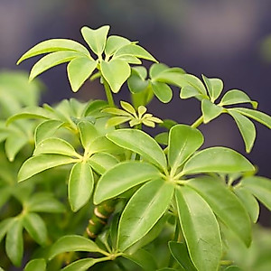 Brussel's Live Hawaiian Umbrella Indoor Bonsai Tree in Water Pot - 5 Years Old; 8" to 12" Tall